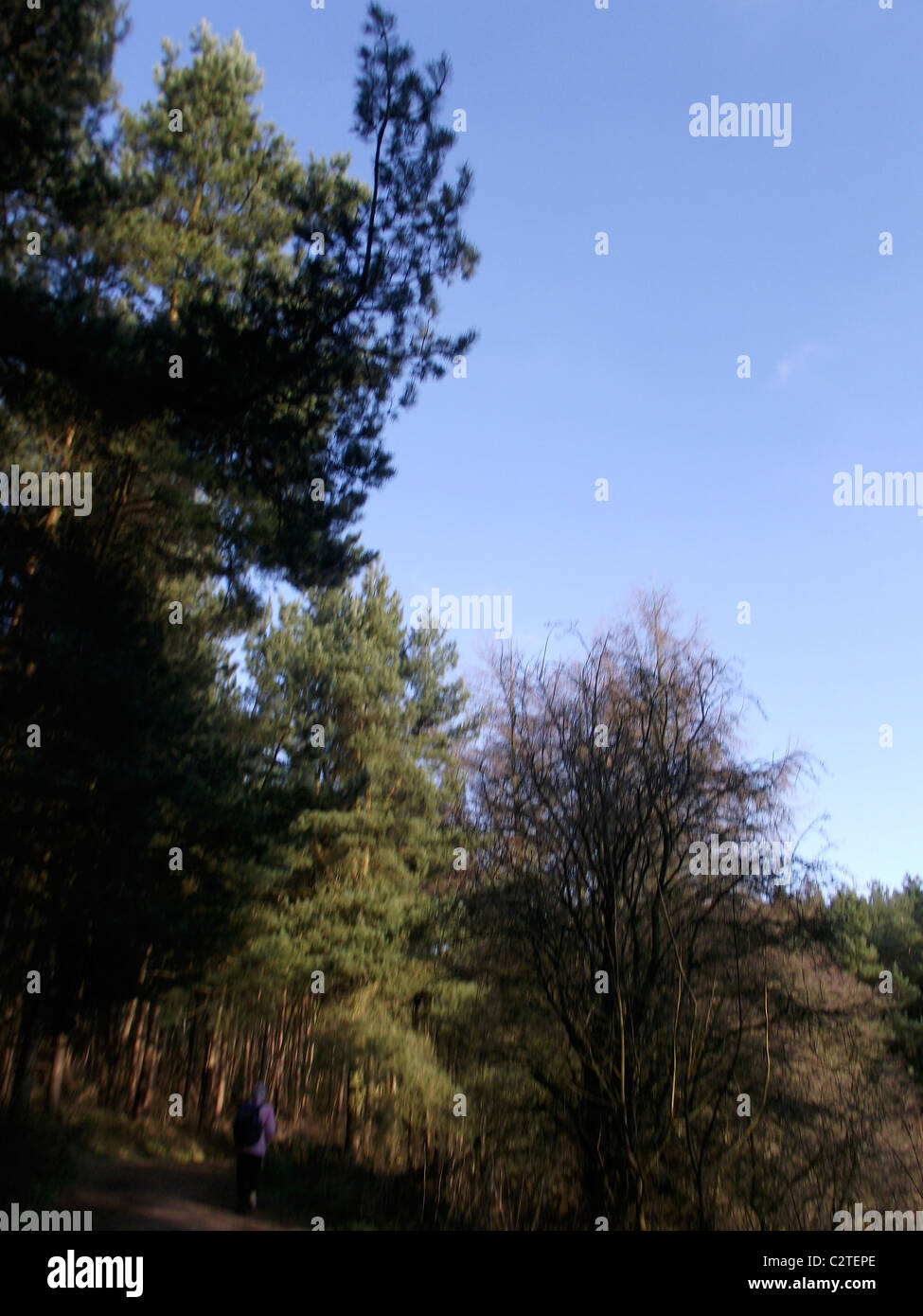forest edge on a clear day Stock Photo - Alamy