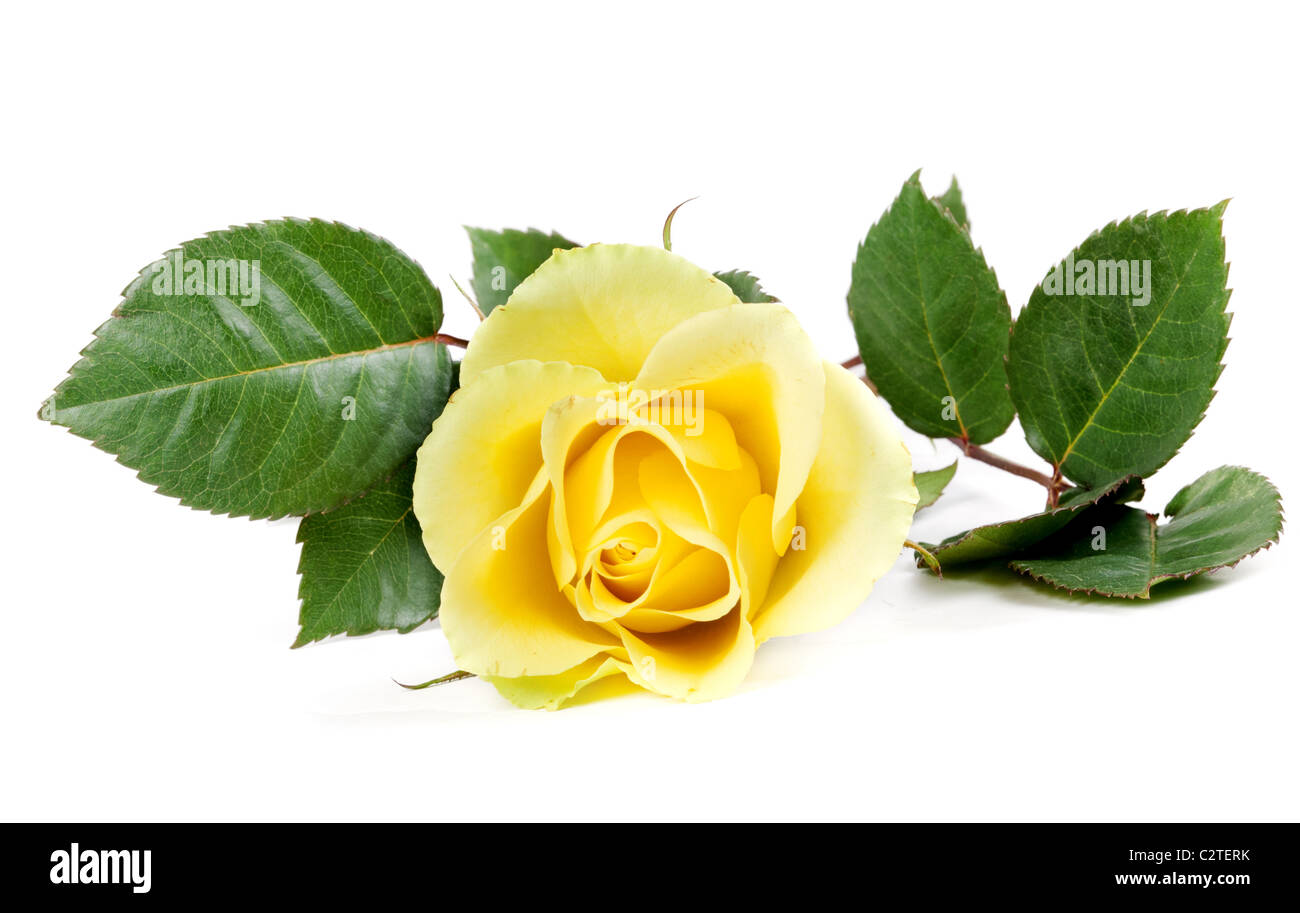 fresh yellow roses isolated on white background Stock Photo - Alamy