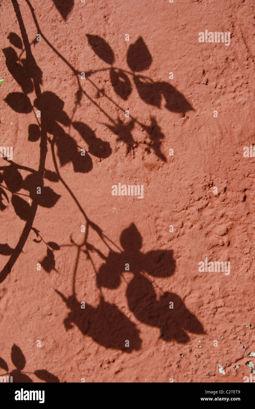 Shadow of rose bush hi-res stock photography and images - Alamy