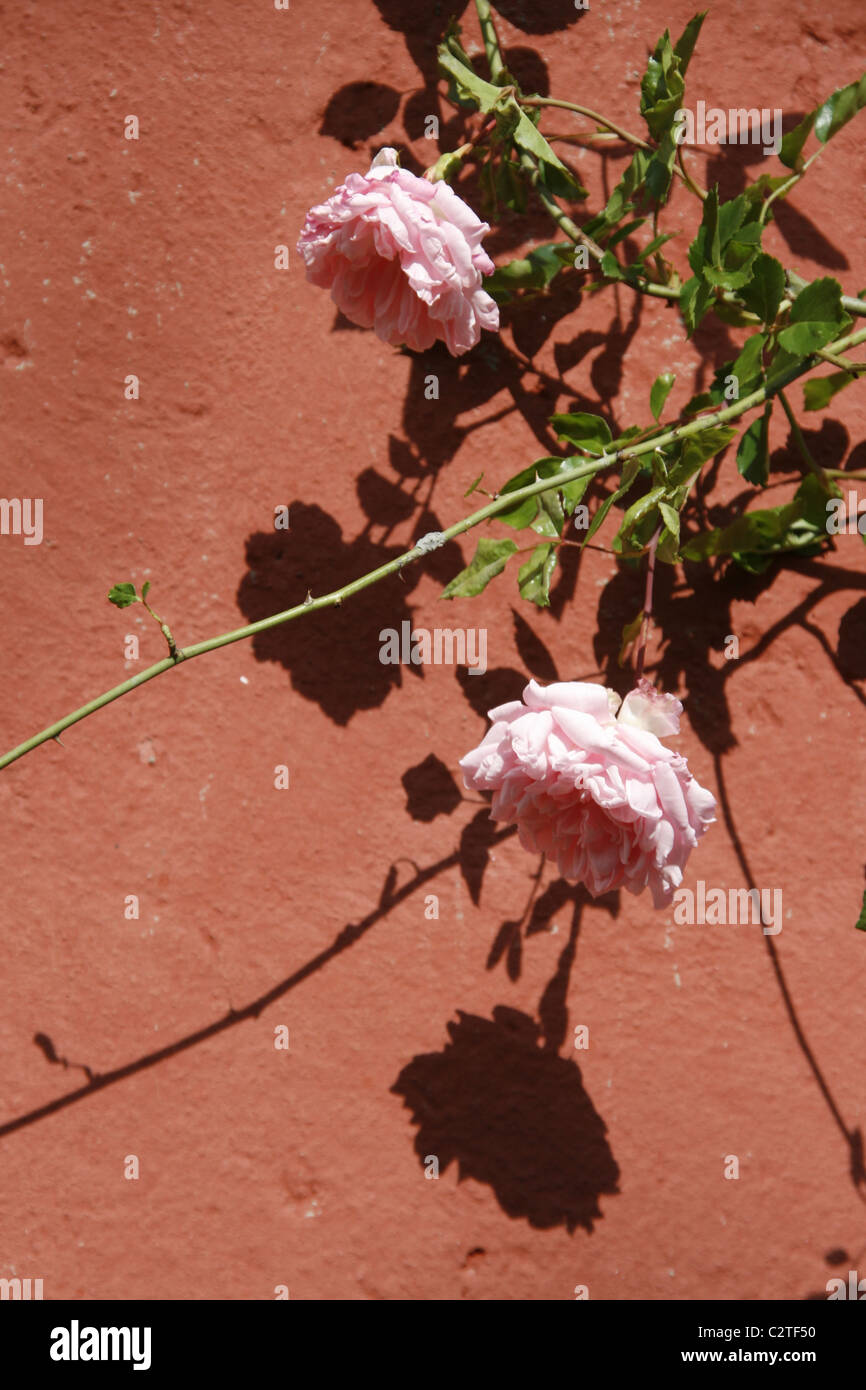 rose bush flowers plant shadow on wall in sun Stock Photo - Alamy
