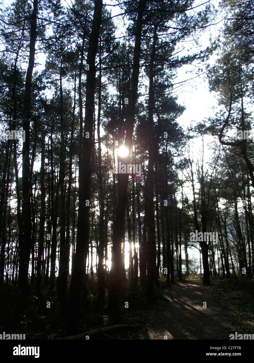 sun through trees Stock Photo - Alamy
