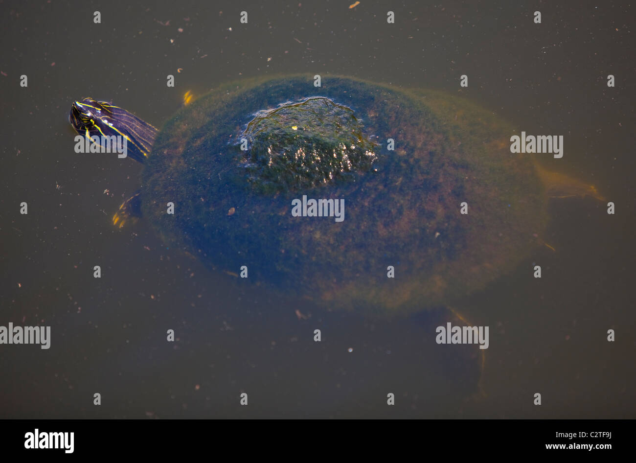 Florida freshwater turtle hi-res stock photography and images - Alamy