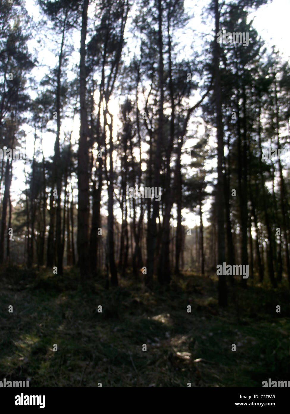 light through trees Stock Photo - Alamy