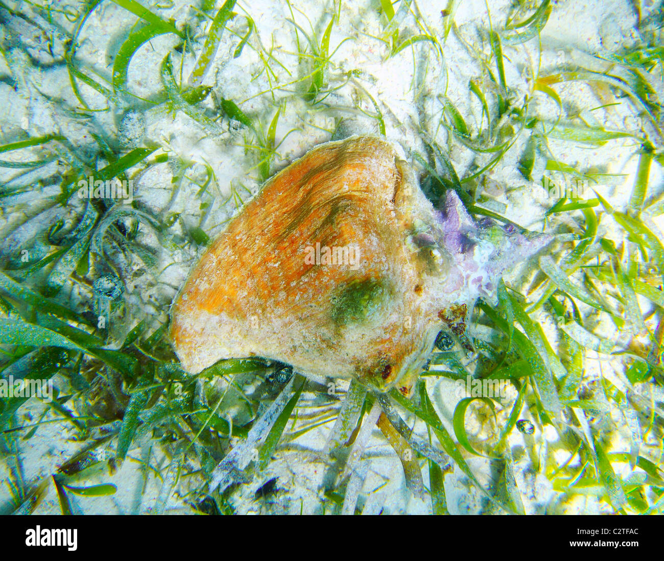Seashell alive in Caribbean sea over white sand bottom Stock Photo - Alamy