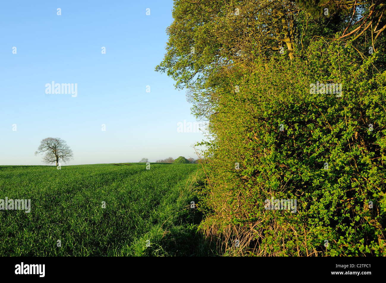 Hedge Rows Bordering Farmland Stock Photo - Alamy