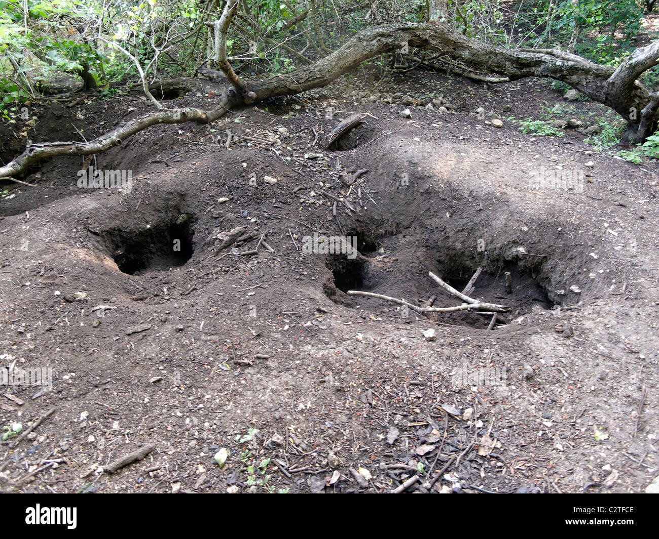 Komodo dragon, Varanus komodoensis, nest holes for laying eggs, Komodo ...