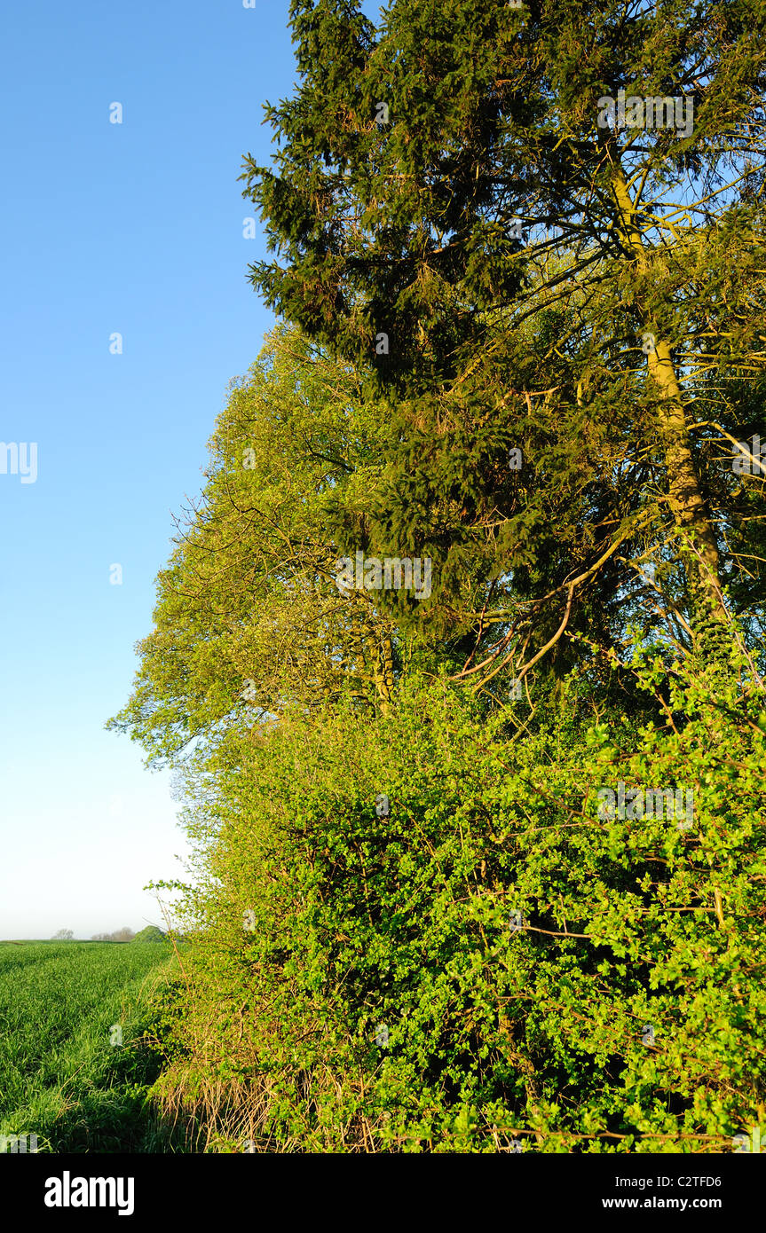 Hedge Rows Bordering Farmland Stock Photo - Alamy