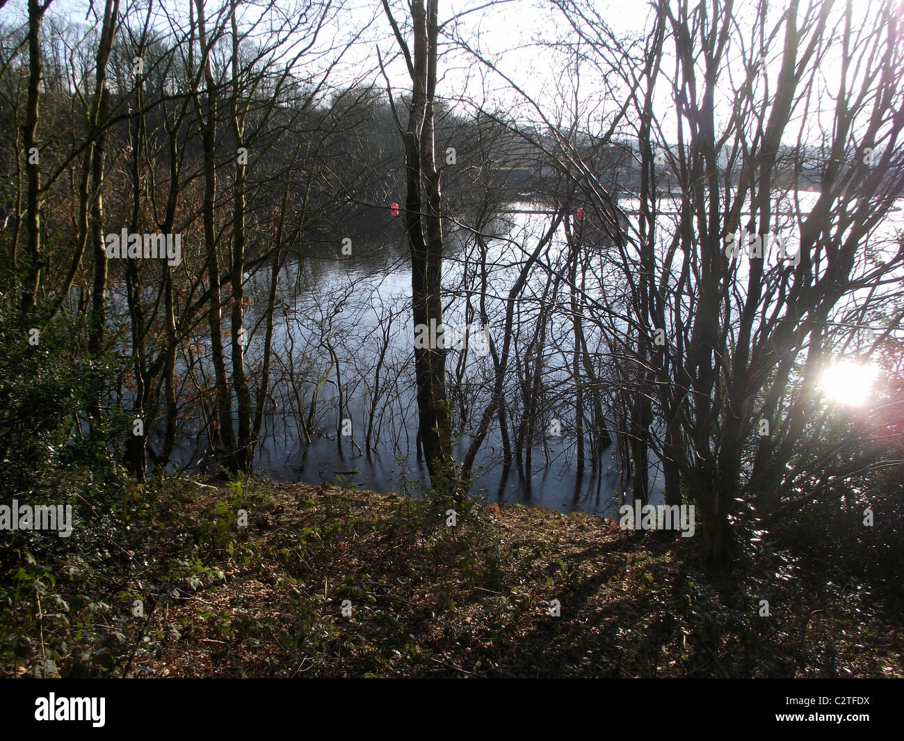 trees beside water Stock Photo - Alamy