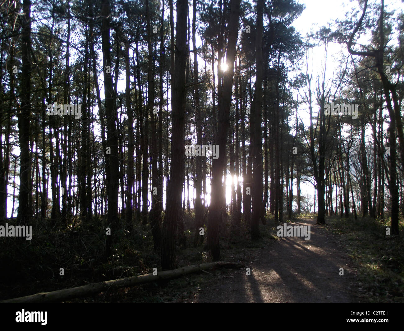 light through conifer trees Stock Photo - Alamy