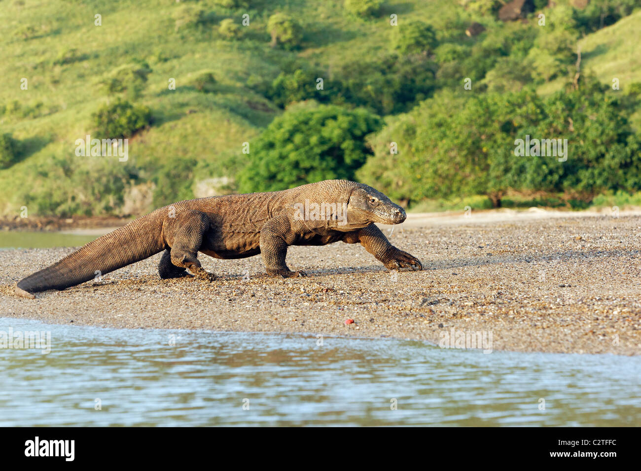 Varanus komodoensis hi-res stock photography and images - Alamy