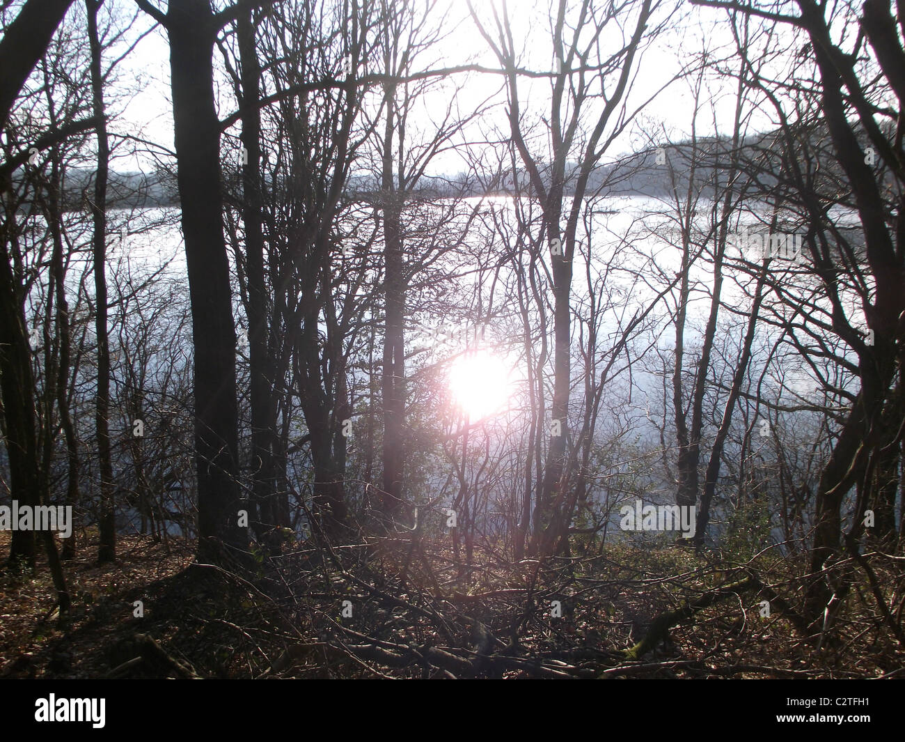 Lakeside trees hi-res stock photography and images - Alamy