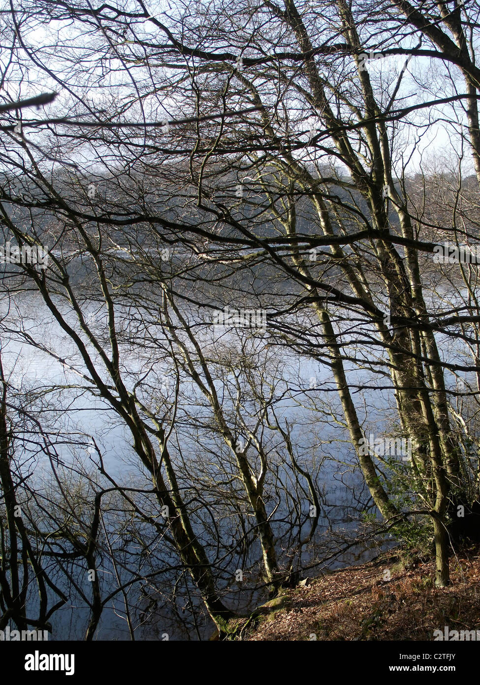 trees on a lakeside Stock Photo - Alamy