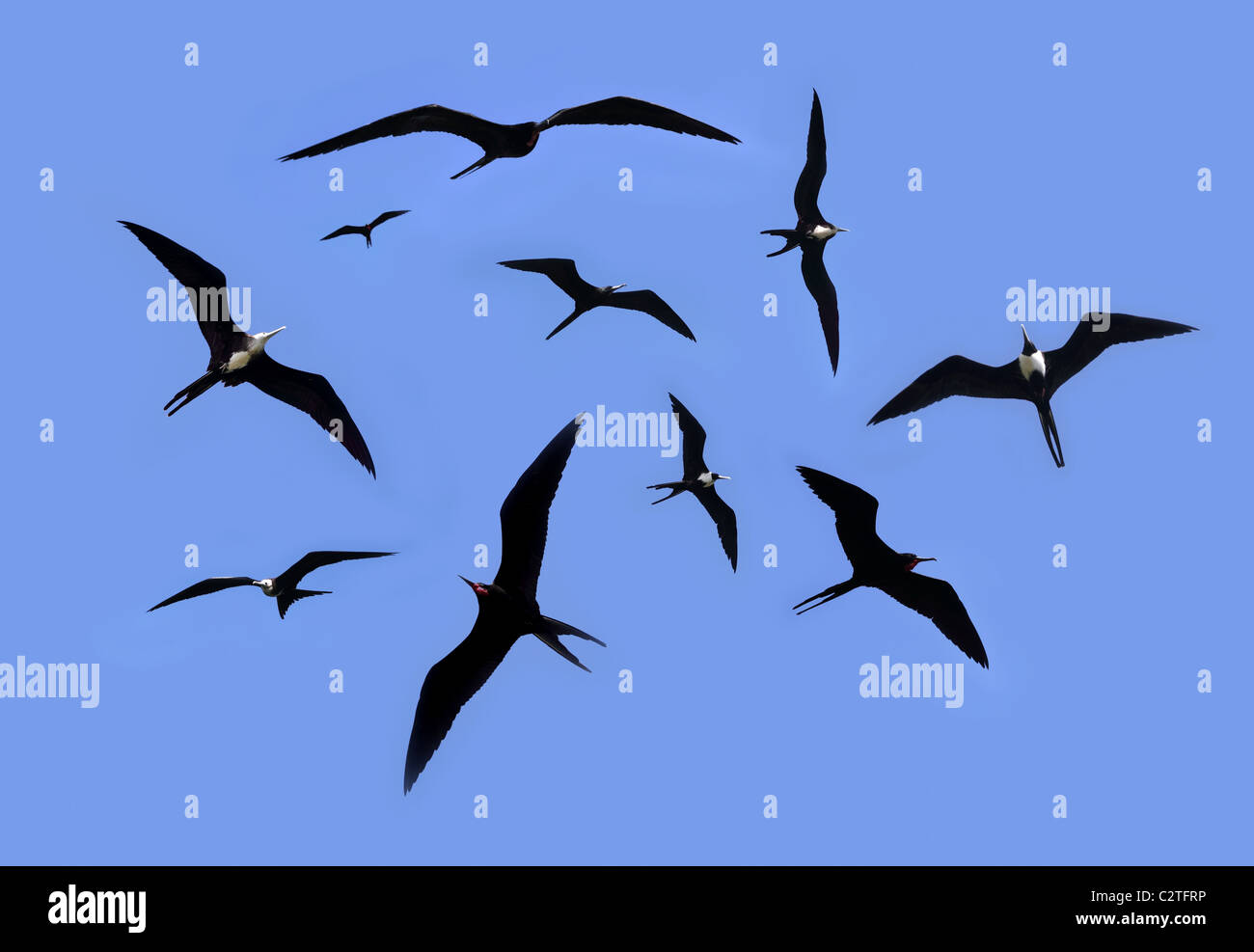 Frigate Bird Silhouette