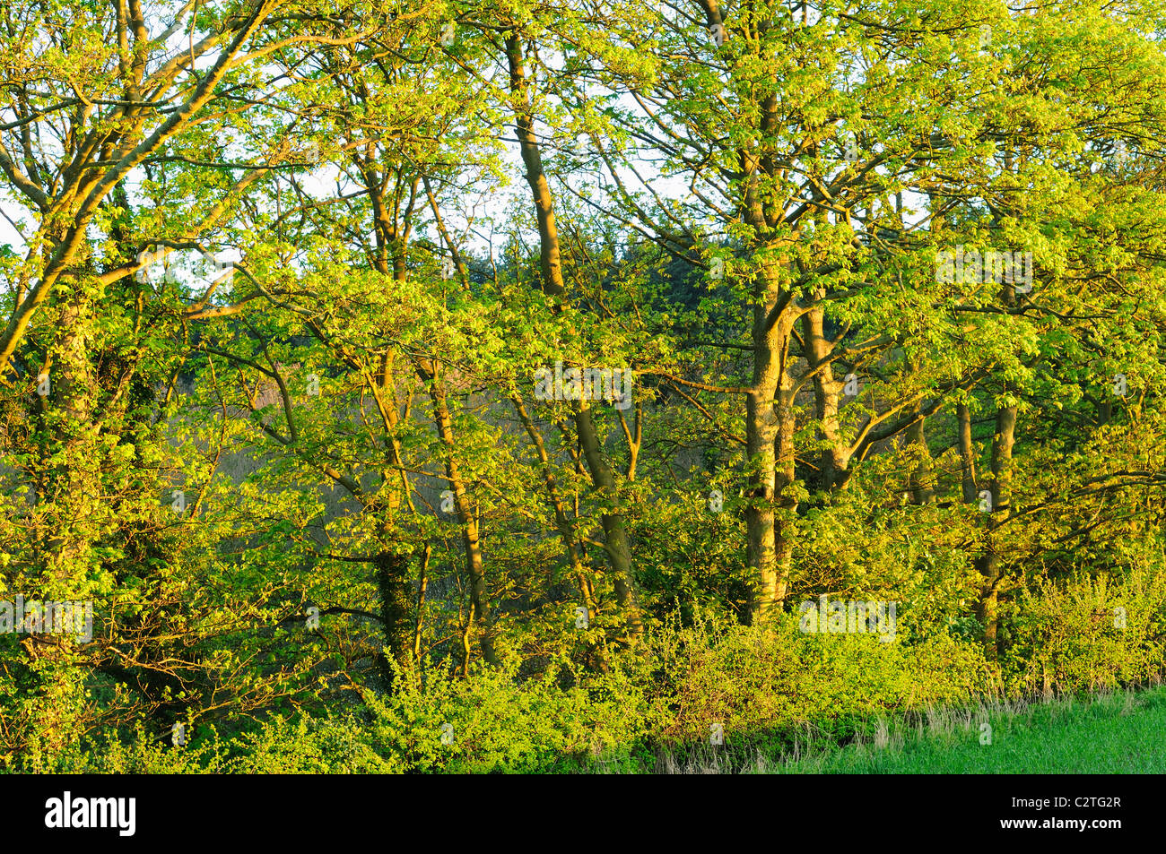 Hedge Rows Bordering Farmland Stock Photo - Alamy