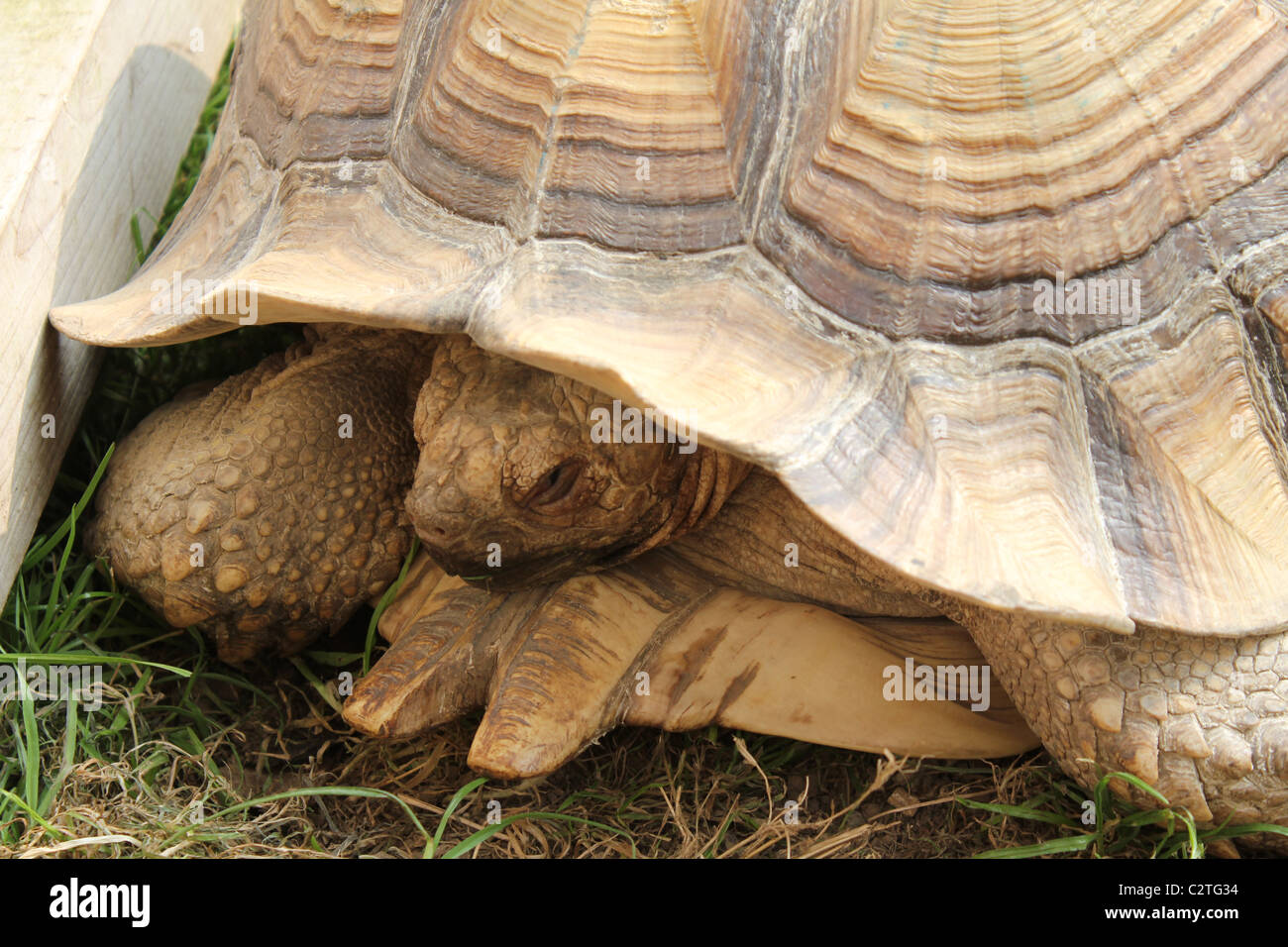 Large tortoise hi-res stock photography and images - Alamy