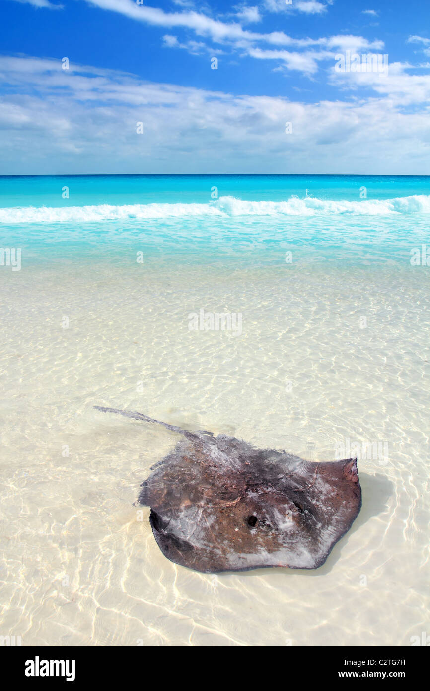 Stingrays In Myrtle Beach Sc