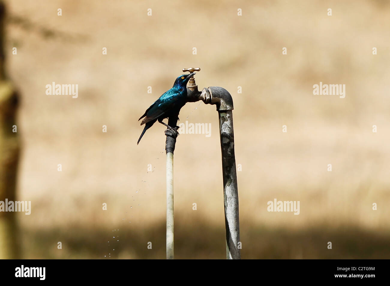 A blue bird sitting on a tap in Africa Stock Photo - Alamy