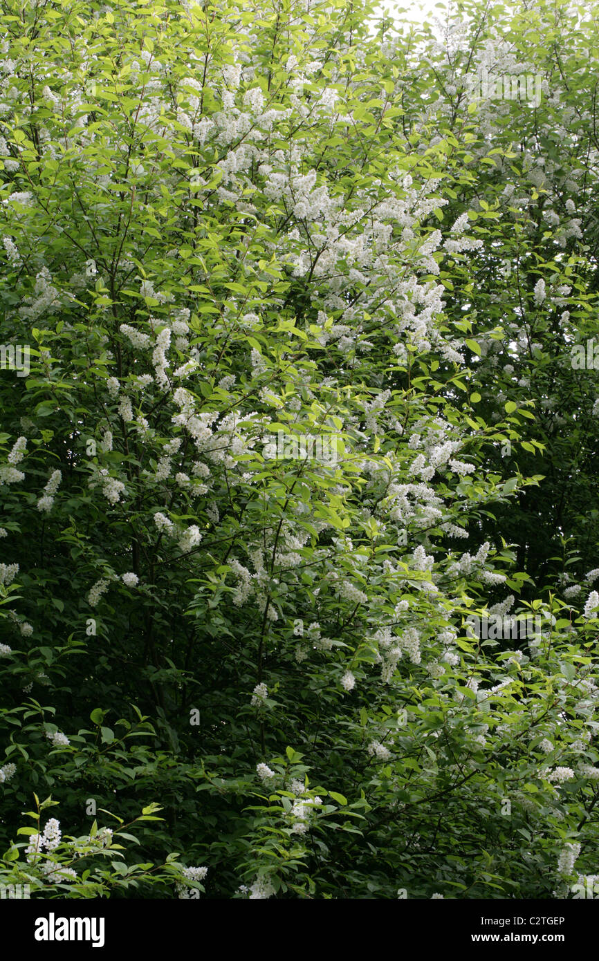 Hackberry tree flowers High Resolution Stock Photography and Images - Alamy