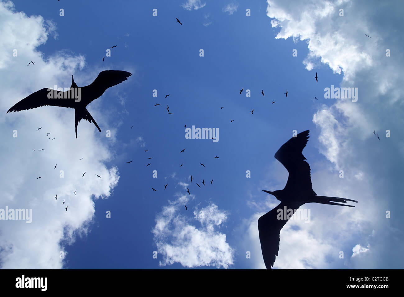 frigate bird silhouette backlight breeding season sky background Stock ...