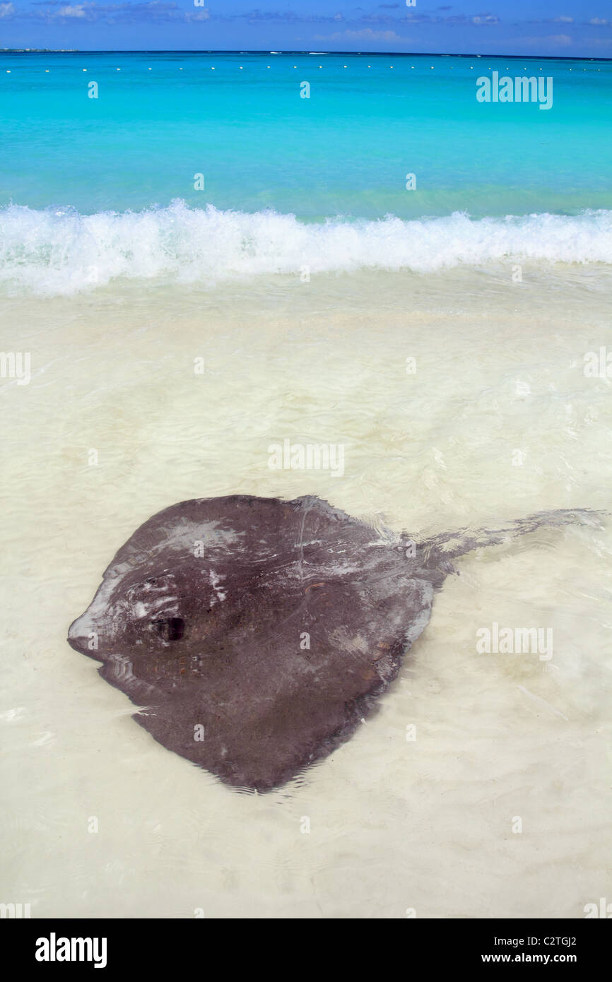 southern stingray Dasyatis americana in Caribbean beach Contoy Mexico ...