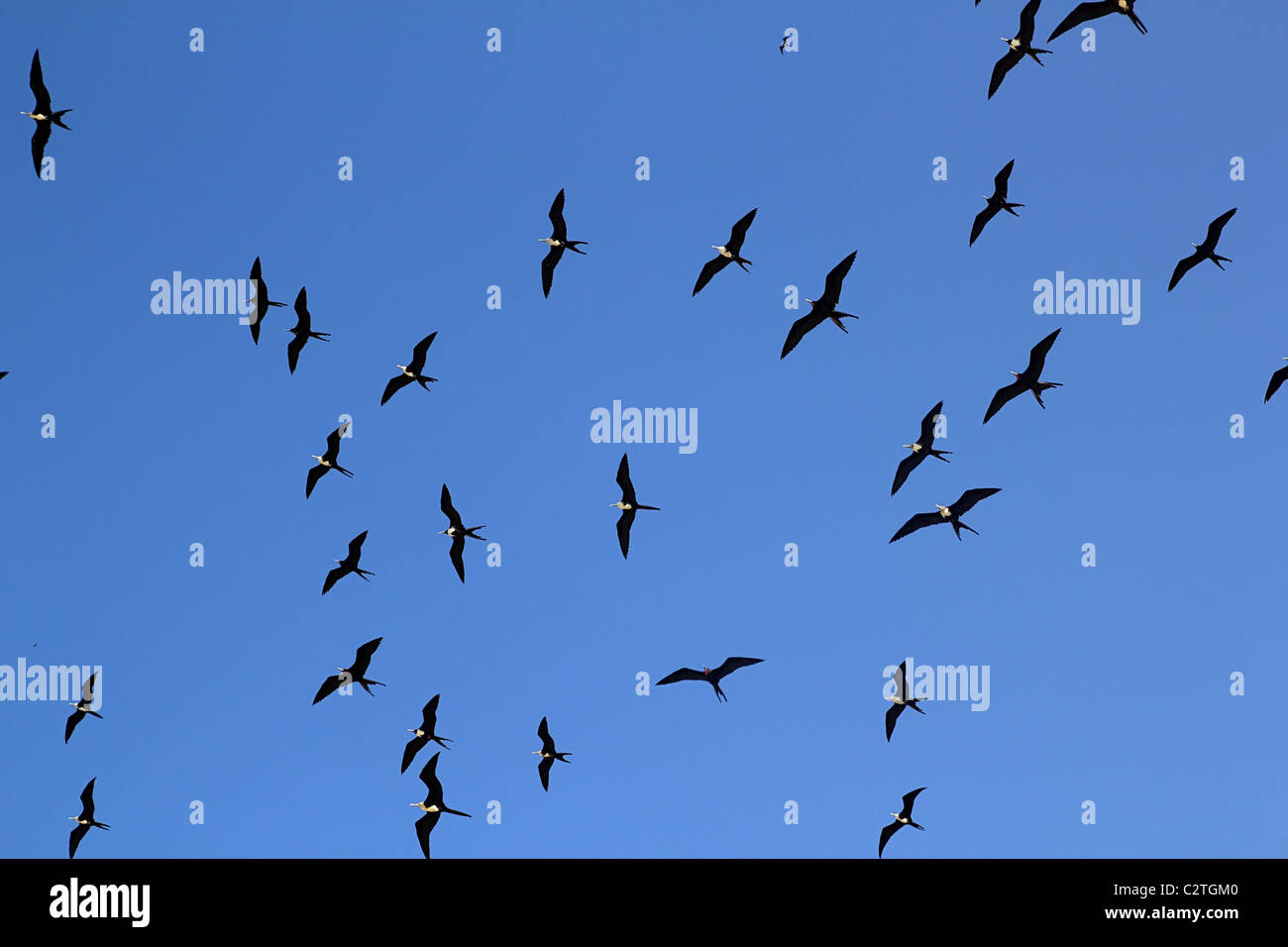 Silhouette flying bird hi-res stock photography and images - Alamy