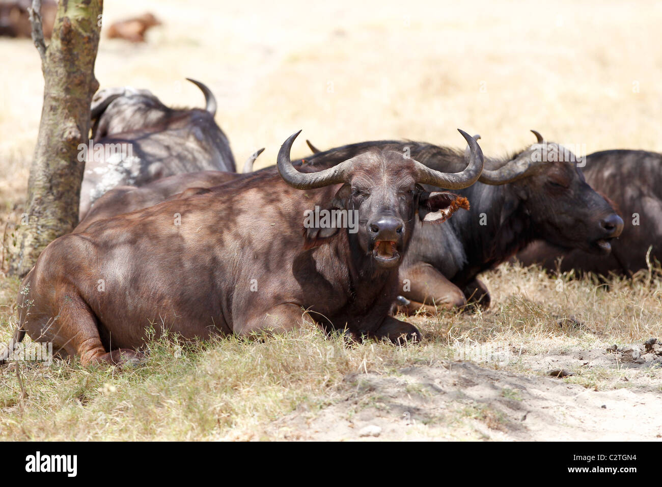 Lying down buffalo hi-res stock photography and images - Alamy