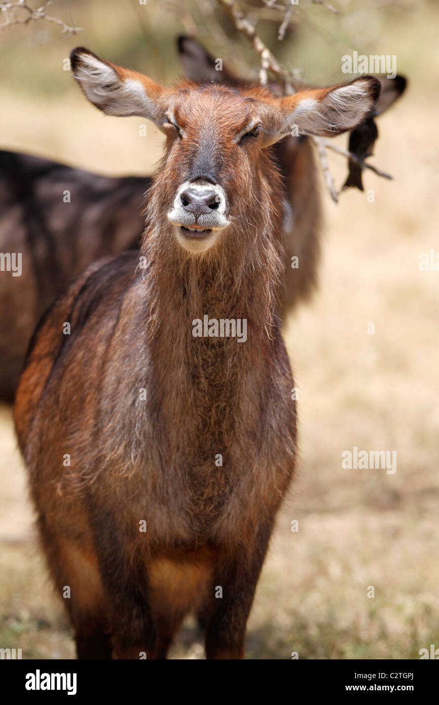 A Waterbuck in Kenya Stock Photo - Alamy