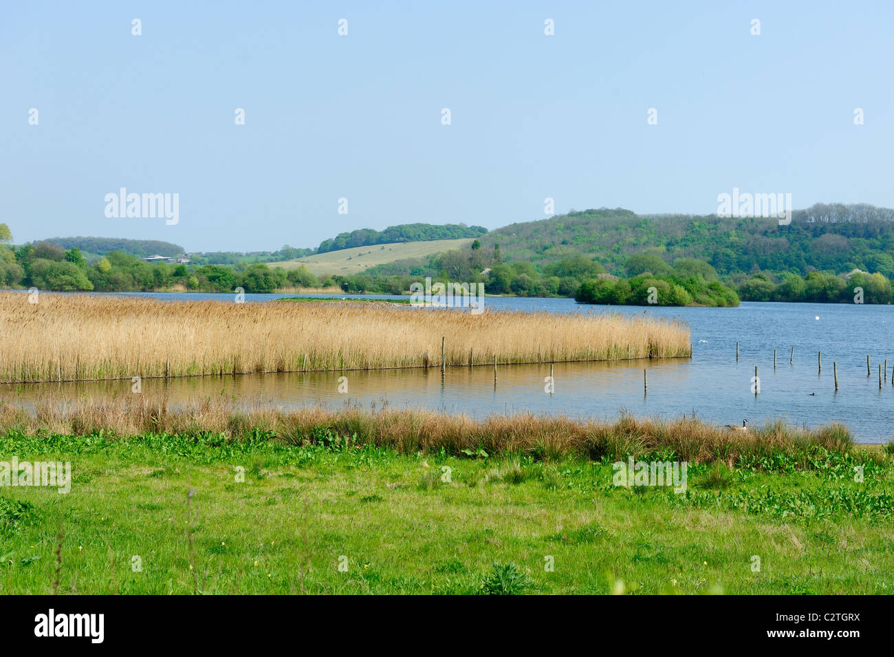 Reed beds uk hi-res stock photography and images - Alamy
