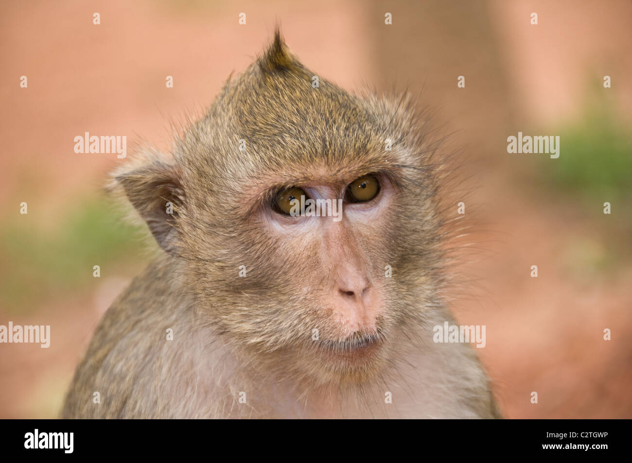 Wild Monkey looking left, Cambodia Stock Photo - Alamy