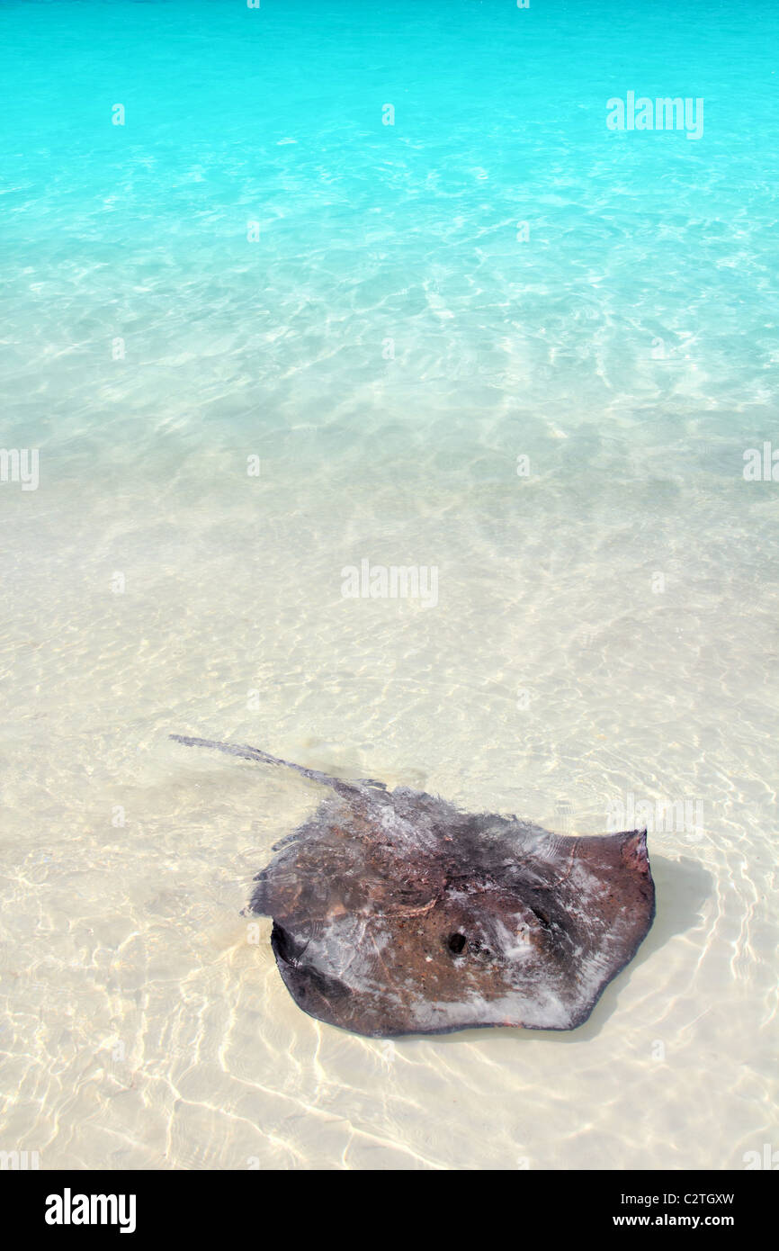 southern stingray Dasyatis americana in Caribbean beach Contoy Mexico ...