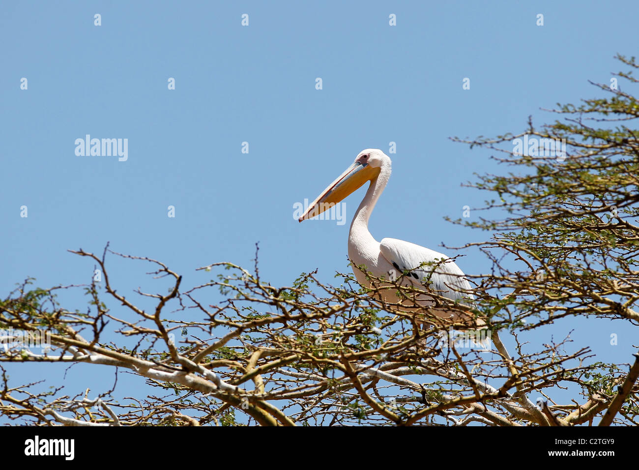 Pelican tree hi-res stock photography and images - Alamy