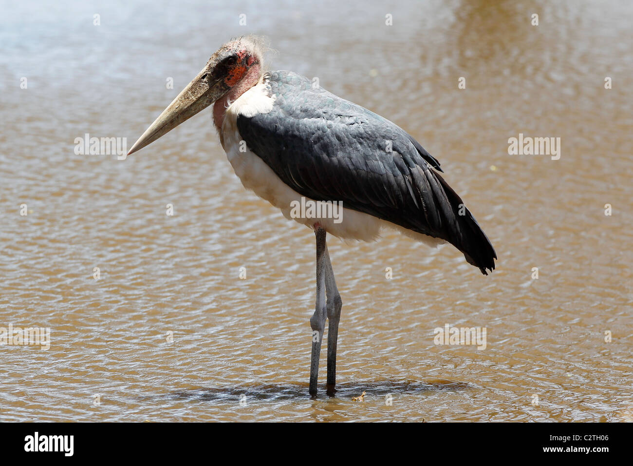 A Marabou Stork in Lake Nakuru Kenya Stock Photo - Alamy