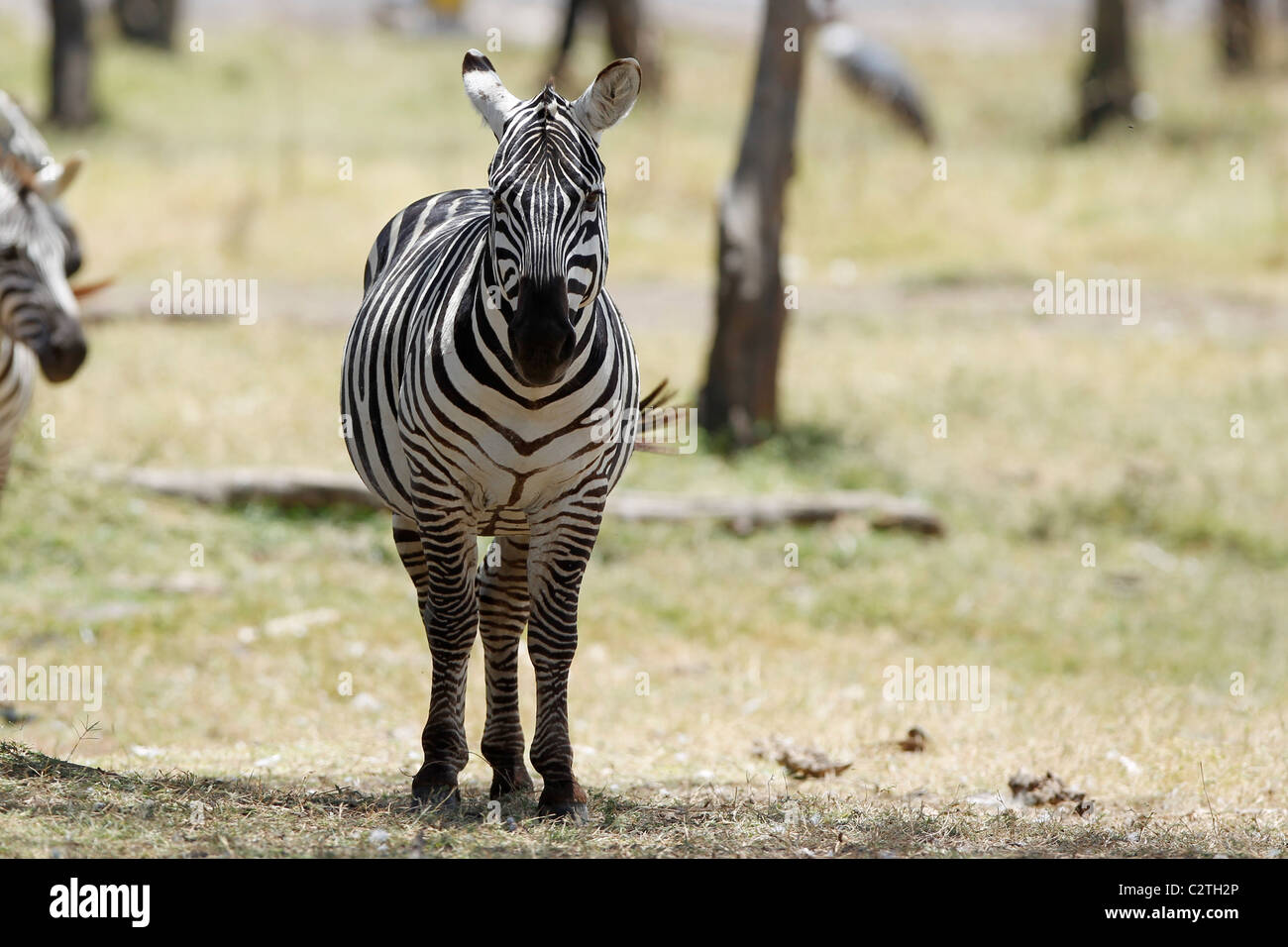 Zebra in kenya hi-res stock photography and images - Alamy