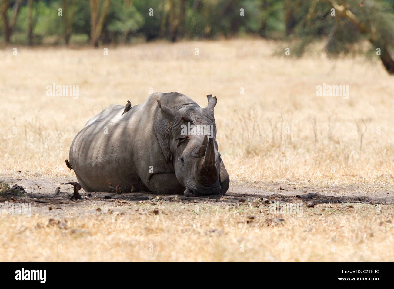 Rhino and tree hi-res stock photography and images - Alamy