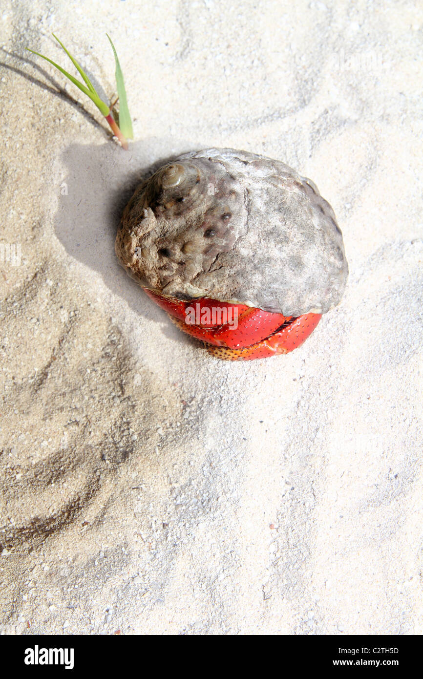Hermit crab in conch shell hi-res stock photography and images - Alamy