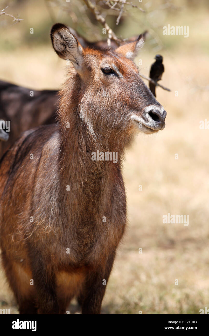 A Waterbuck in Kenya Stock Photo - Alamy