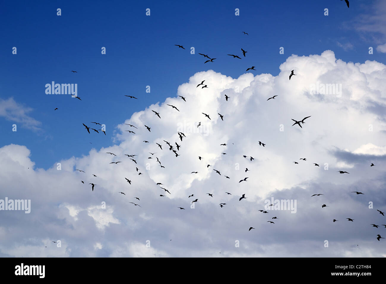 frigate bird silhouette backlight breeding season sky flying Stock ...