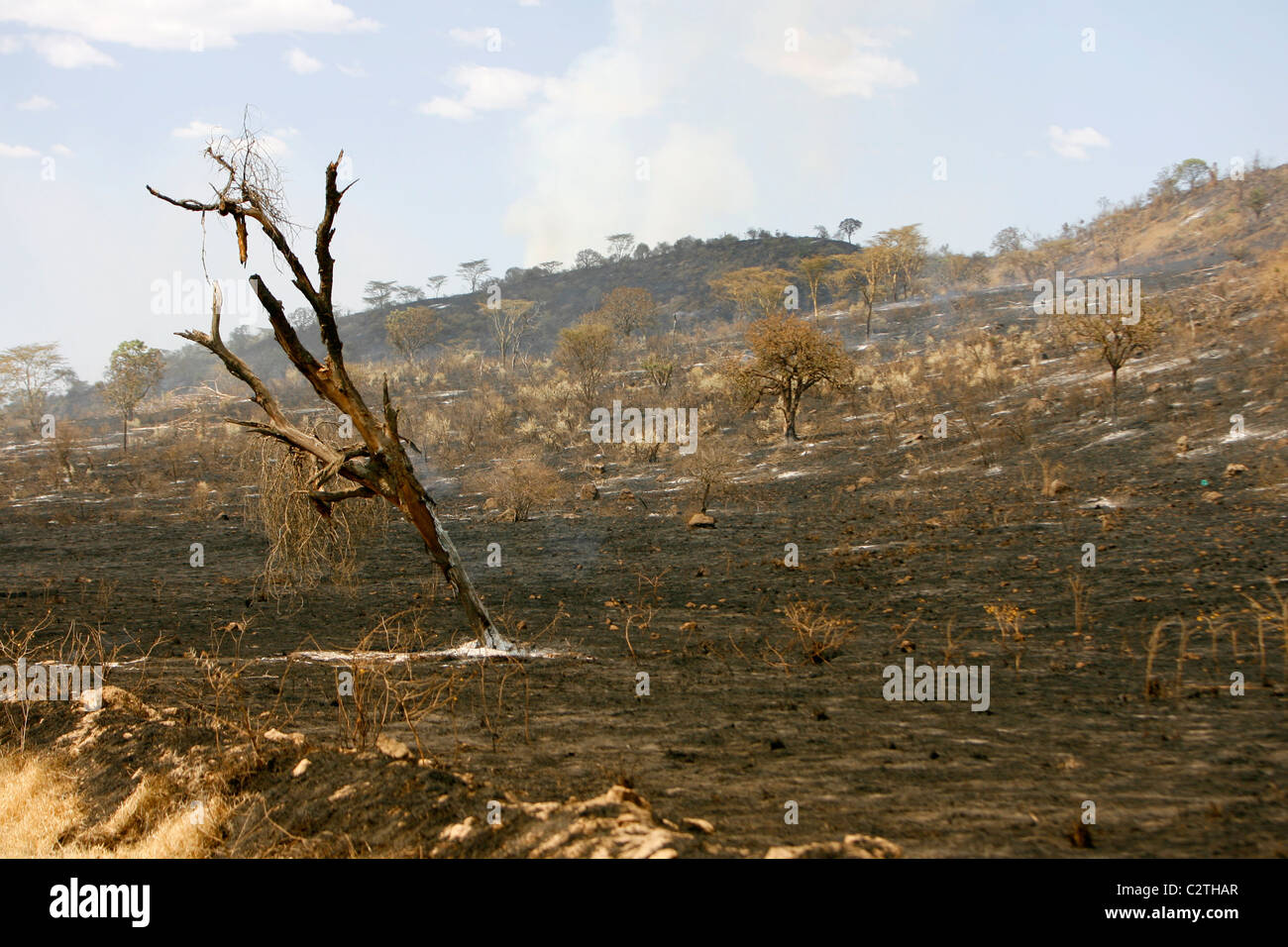 A charred burnt landscape after a forest fire in kenya Stock Photo - Alamy