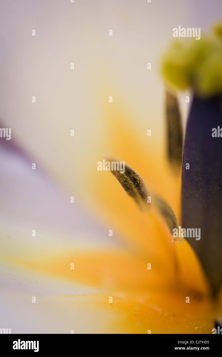 Macro detail of a tulip stamen Stock Photo - Alamy