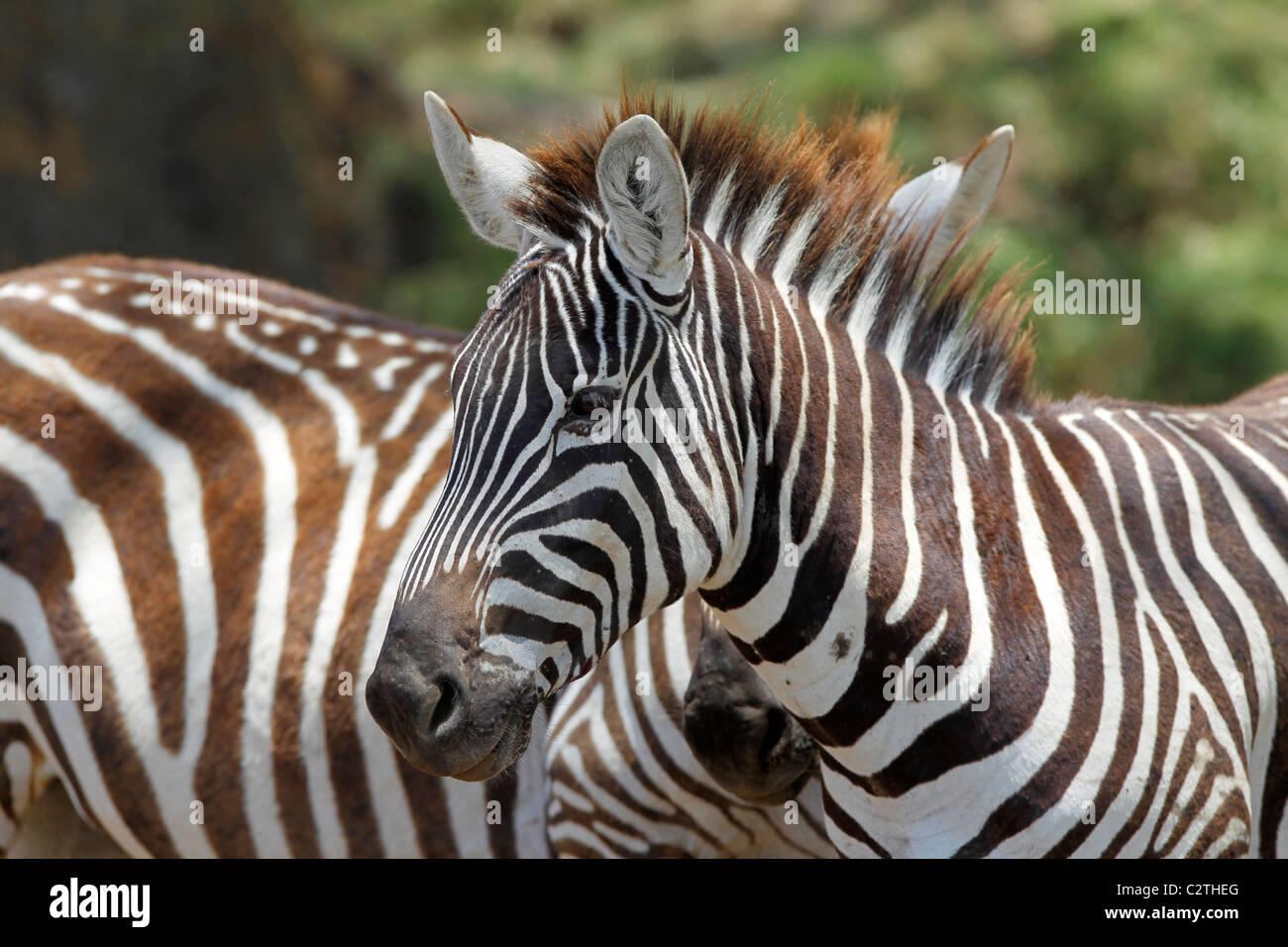 Zebra in kenya hi-res stock photography and images - Alamy