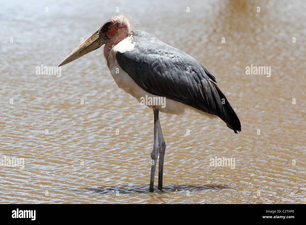 A Marabou Stork in Lake Nakuru Kenya Stock Photo - Alamy