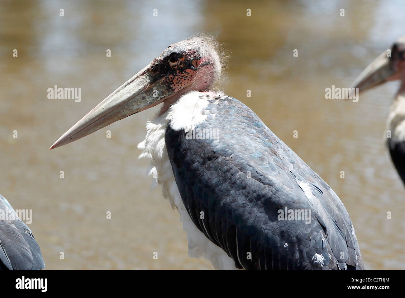 A Marabou Stork in Lake Nakuru Kenya Stock Photo - Alamy