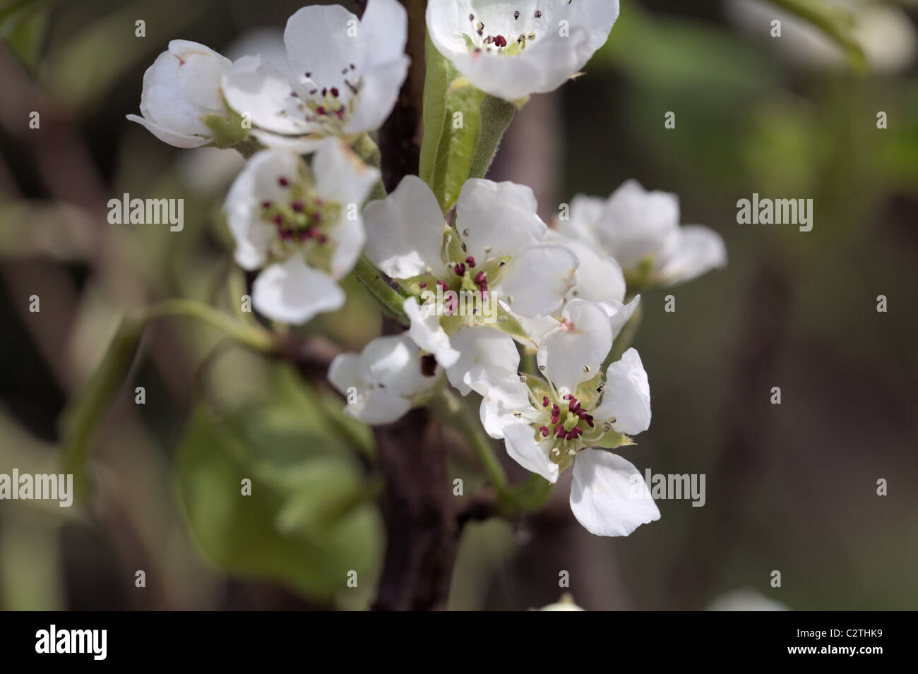 Conference pear spring hi-res stock photography and images - Alamy