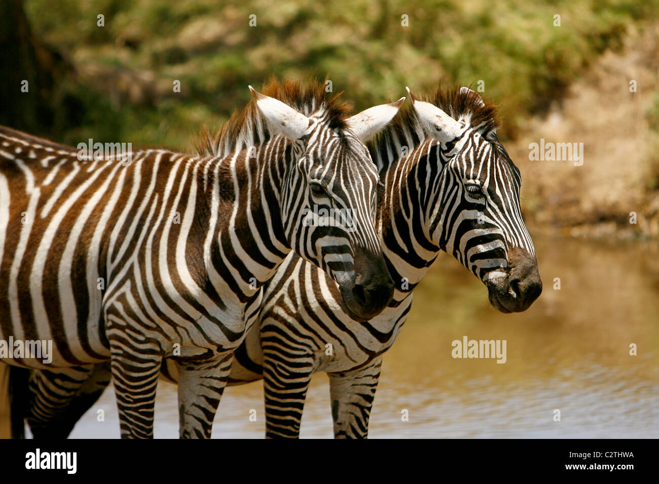 Zebra in kenya hi-res stock photography and images - Alamy