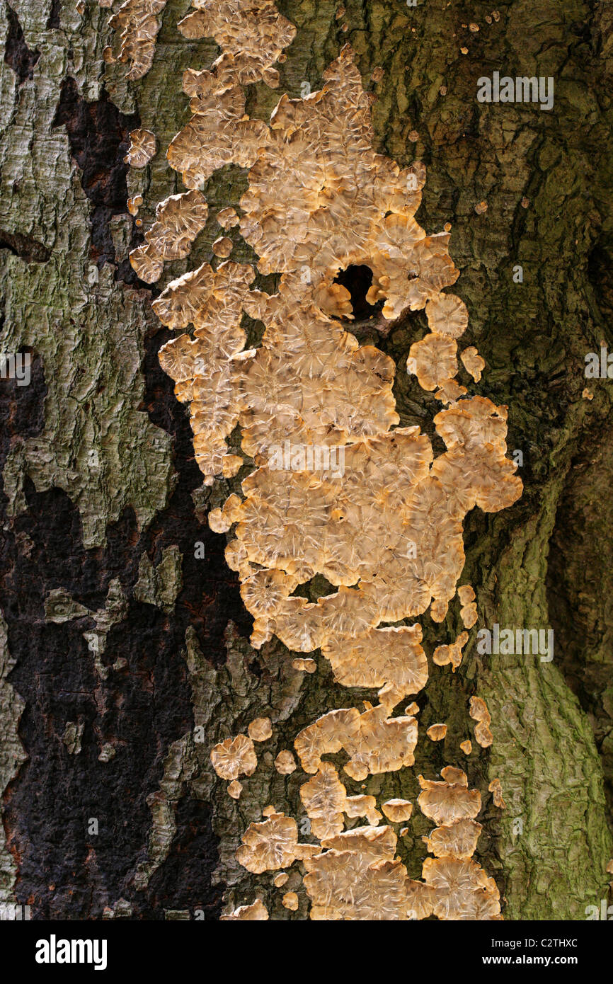 Wrinkled Crust, Phlebia radiata, Meruliaceae. A Resupinate Fungus with ...