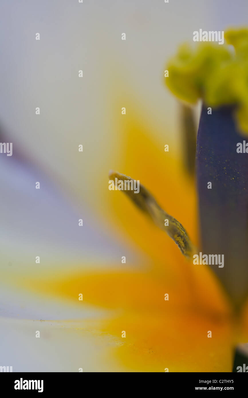 Macro detail of a tulip stamen Stock Photo - Alamy