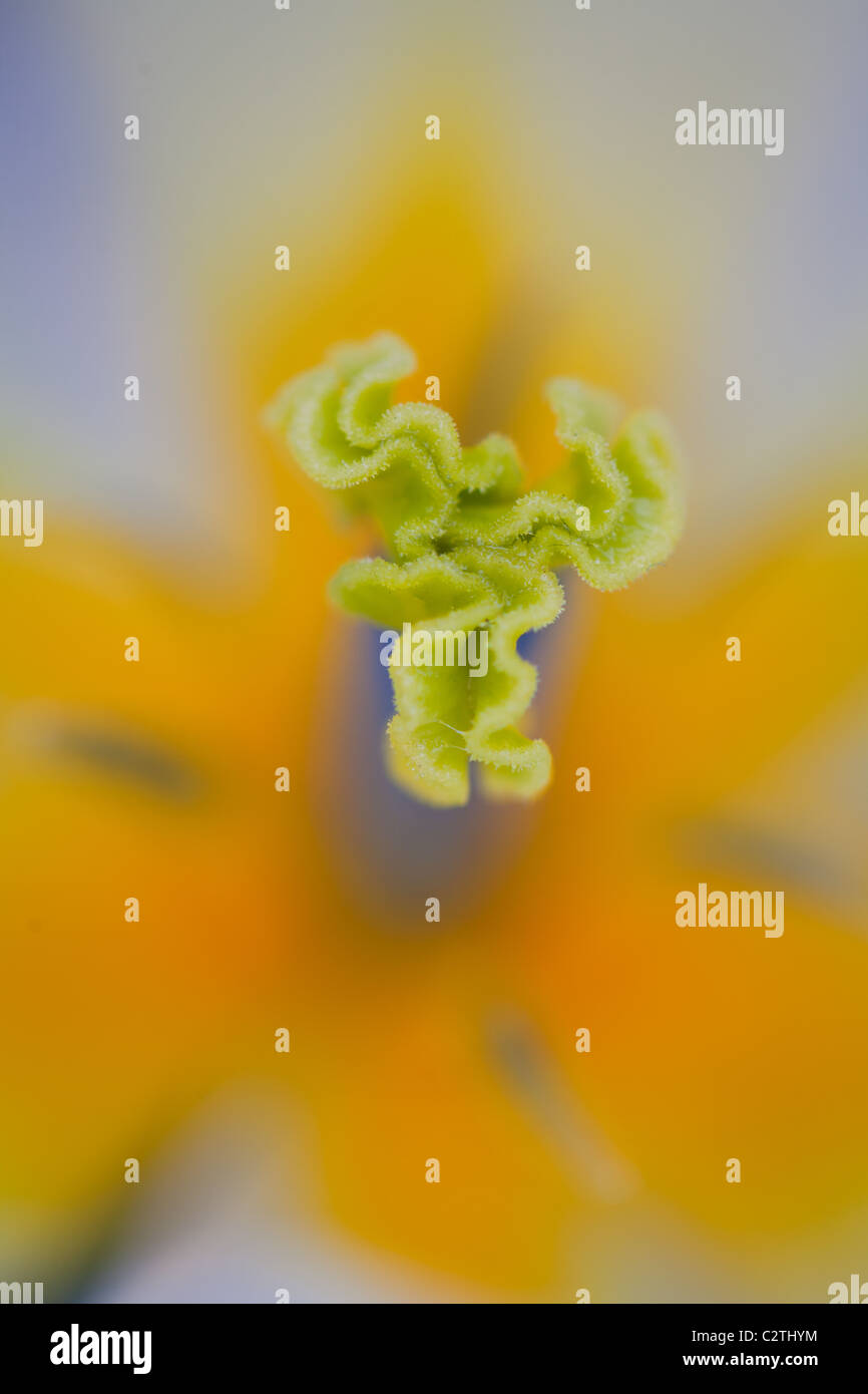 Macro detail of a tulip stamen Stock Photo - Alamy
