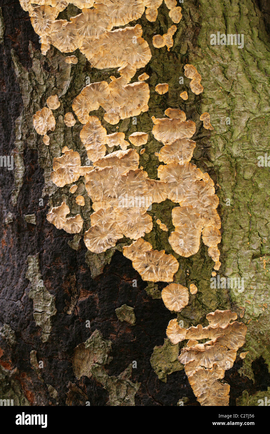Wrinkled Crust, Phlebia radiata, Meruliaceae. A Resupinate Fungus with ...