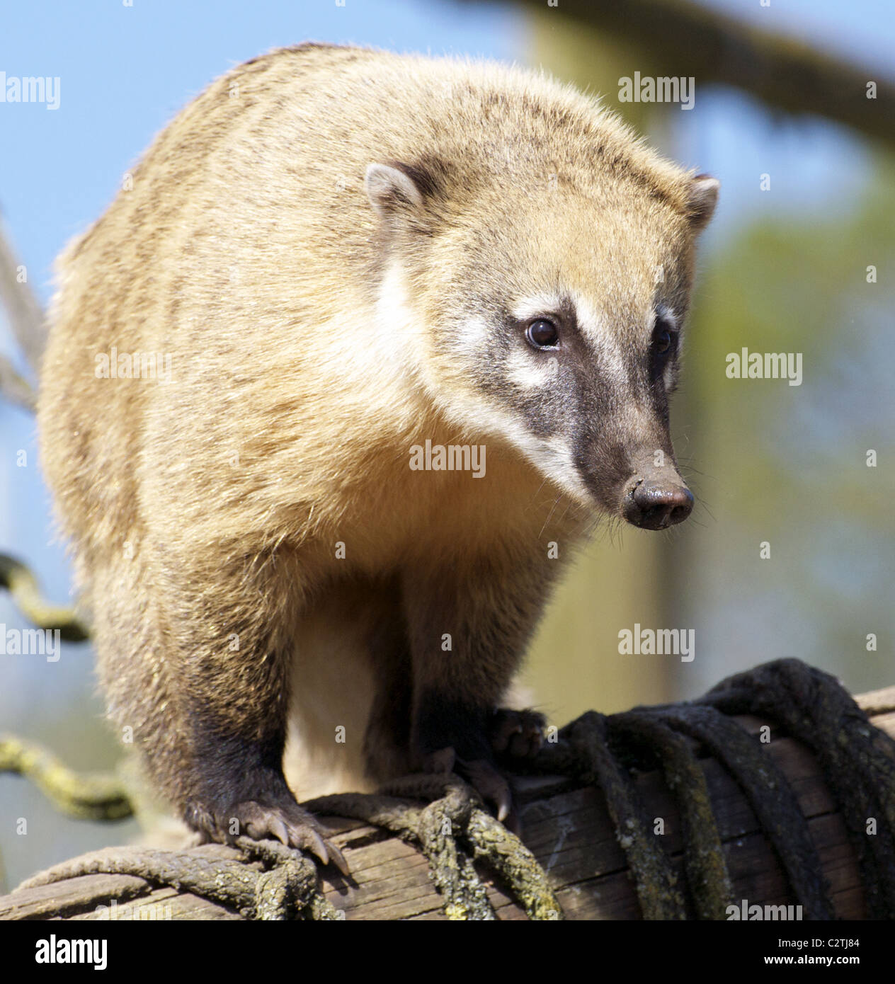 Nose and claws hi-res stock photography and images - Alamy