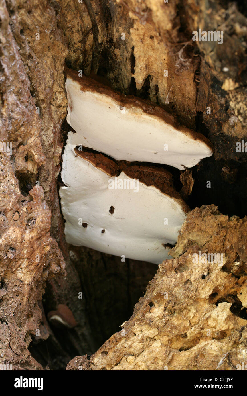 Southern Bracket Fungus Growing Inside a Dead Beech Tree, Ganoderma ...